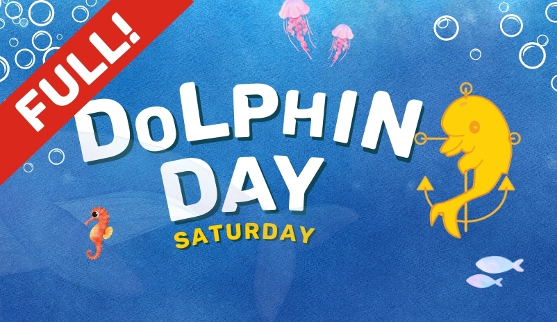 Dolphin Day - Saturday